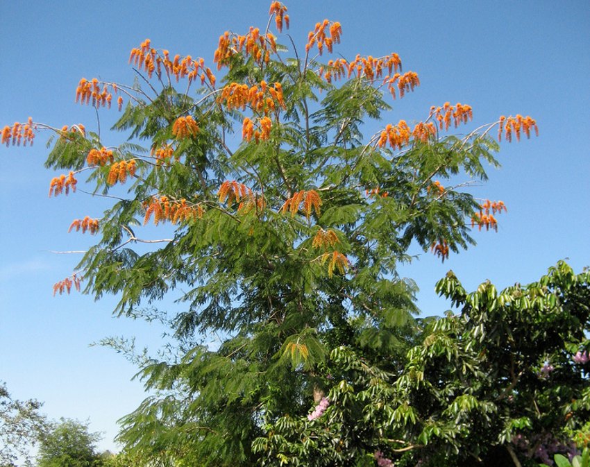 Unusual Colville's Glory Tree Colvillea racemosa - 5 Seeds