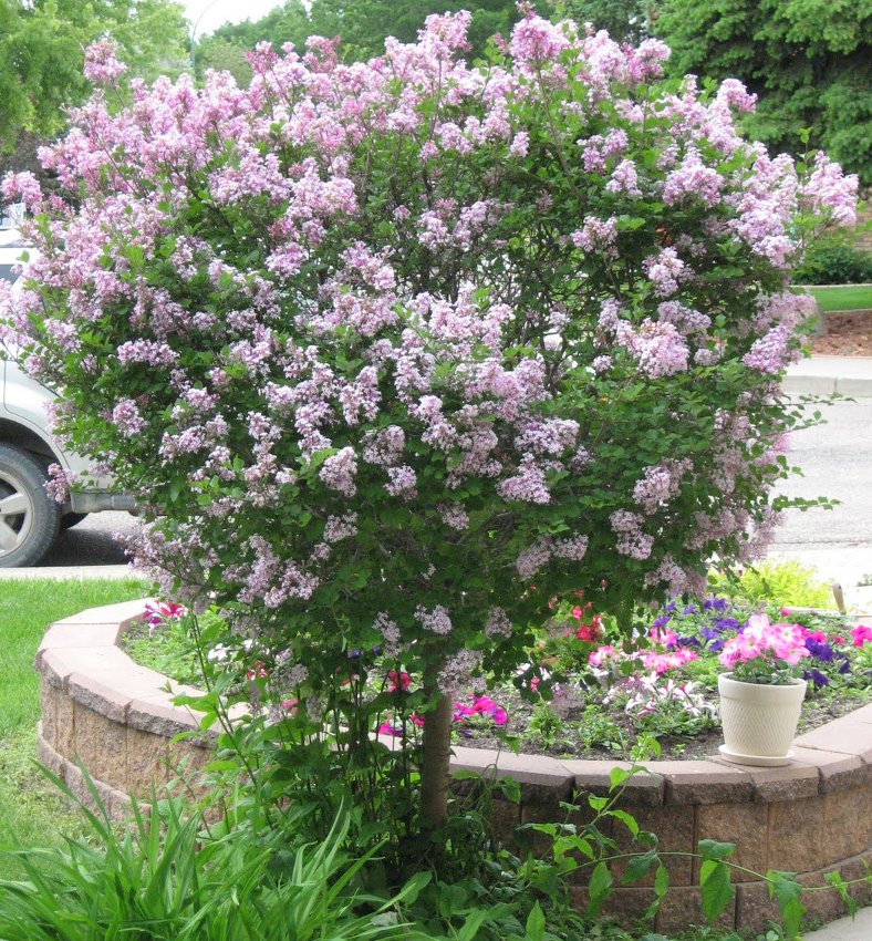 Shaggy Late Lilac Syringa villosa - 20 Seeds