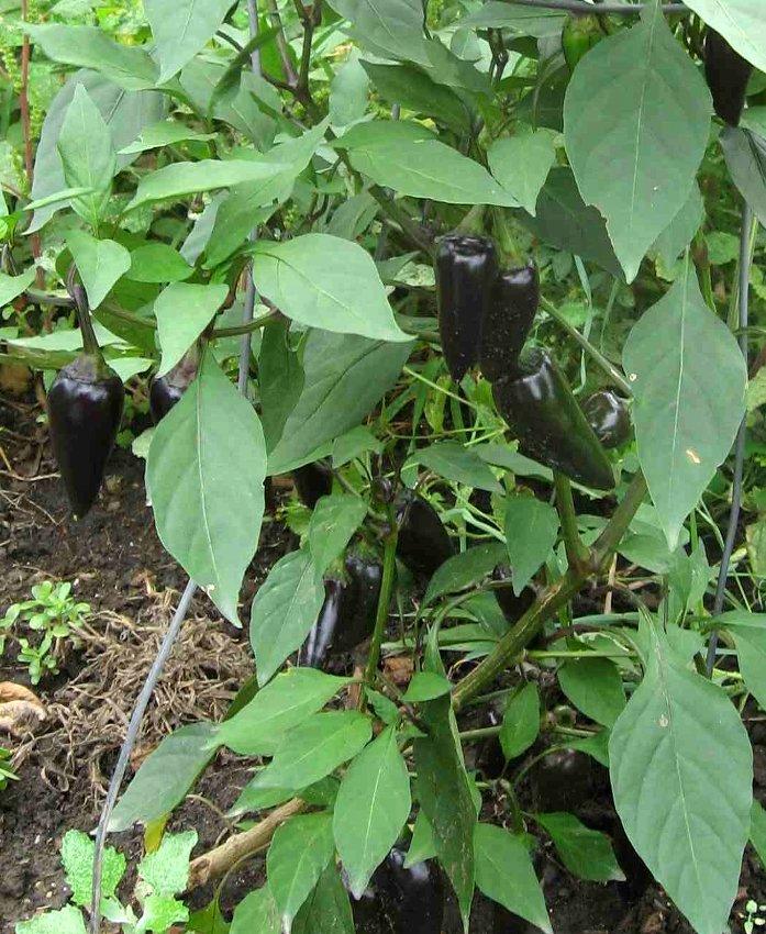 Goth Garden Heirloom Black Hungarian Chili Pepper Capsicum annuum - 25 ...