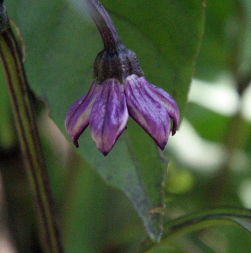 Goth Garden Heirloom Black Hungarian Chili Pepper Capsicum annuum - 25 ...