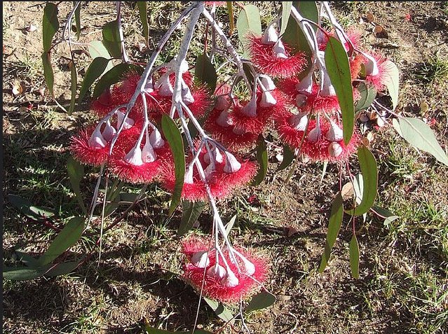 Rare Silver Princess Gungurru Eucalyptus caesia - 25 seeds