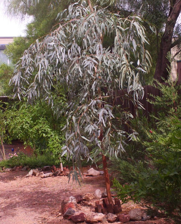 Rare Silver Princess Gungurru Eucalyptus caesia - 25 seeds