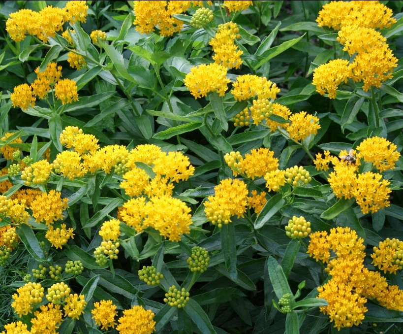 Yellow Milkweed Silky Gold Asclepias curassavica - 20 Seeds