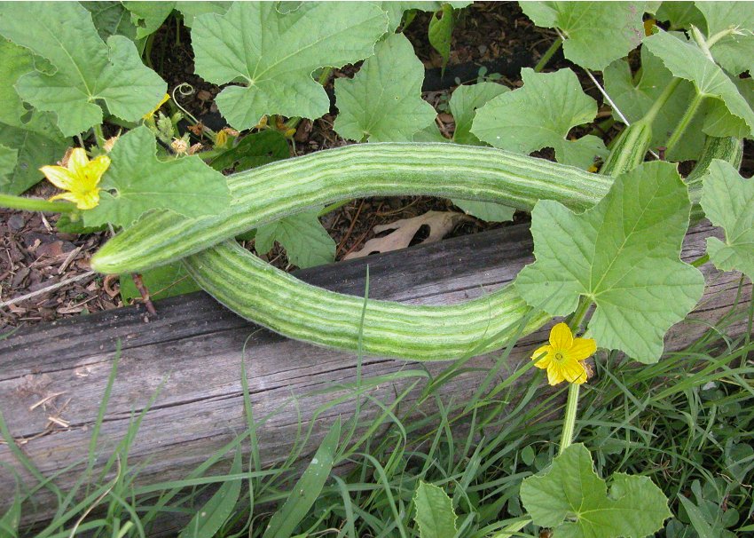 NEW! Rare Heirloom Snake Melon Cucumber Cucumis melo flexuosus - 20 Seeds