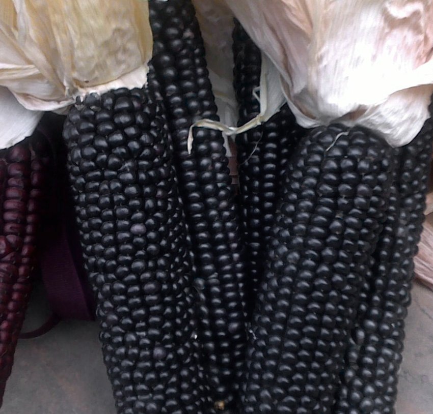 Organic Heirloom Sweet Corn Black Aztec Zea mays - 50 Seeds