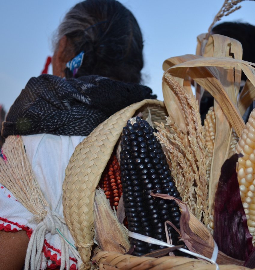 Organic Heirloom Sweet Corn Black Aztec Zea mays - 50 Seeds