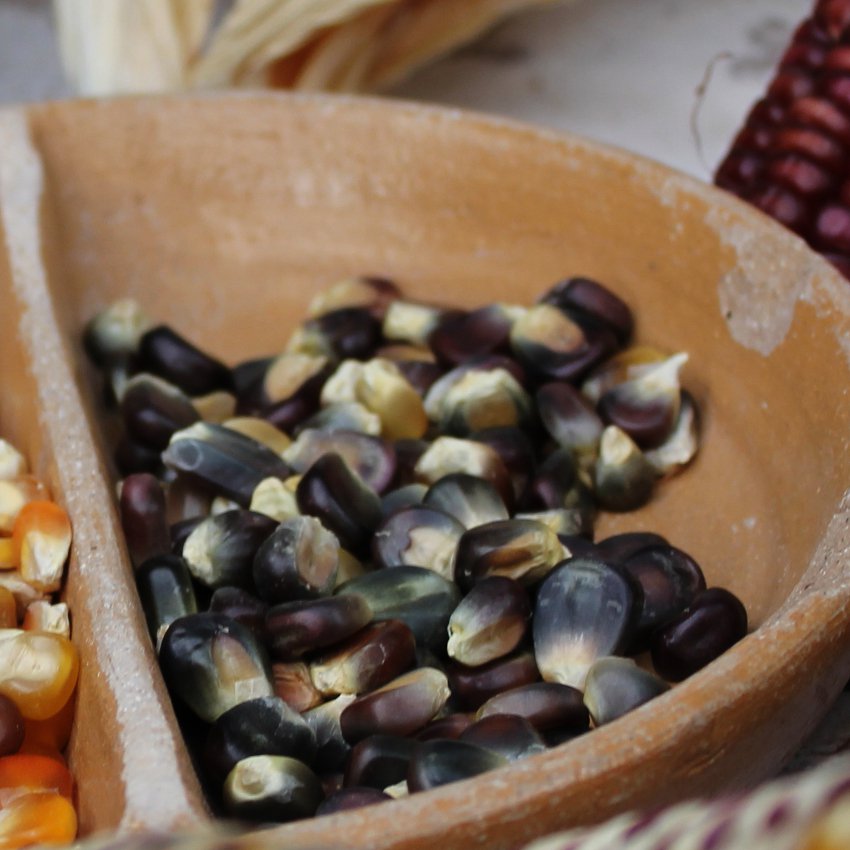 Organic Heirloom Sweet Corn Black Aztec Zea mays - 50 Seeds