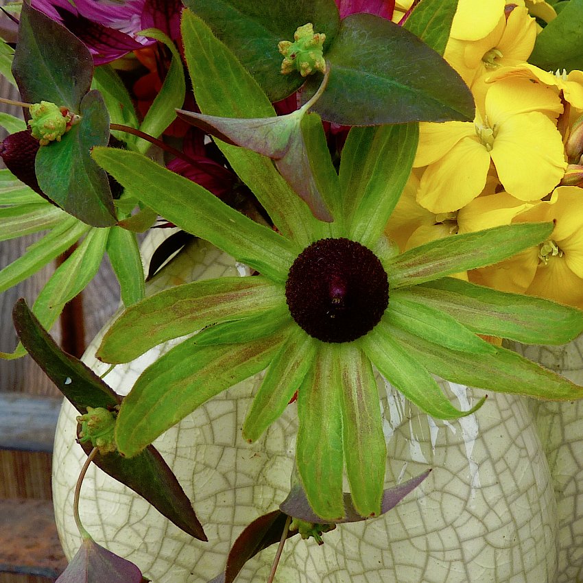 Green Wizard Rudbeckia Occidentalis - 20 Seeds