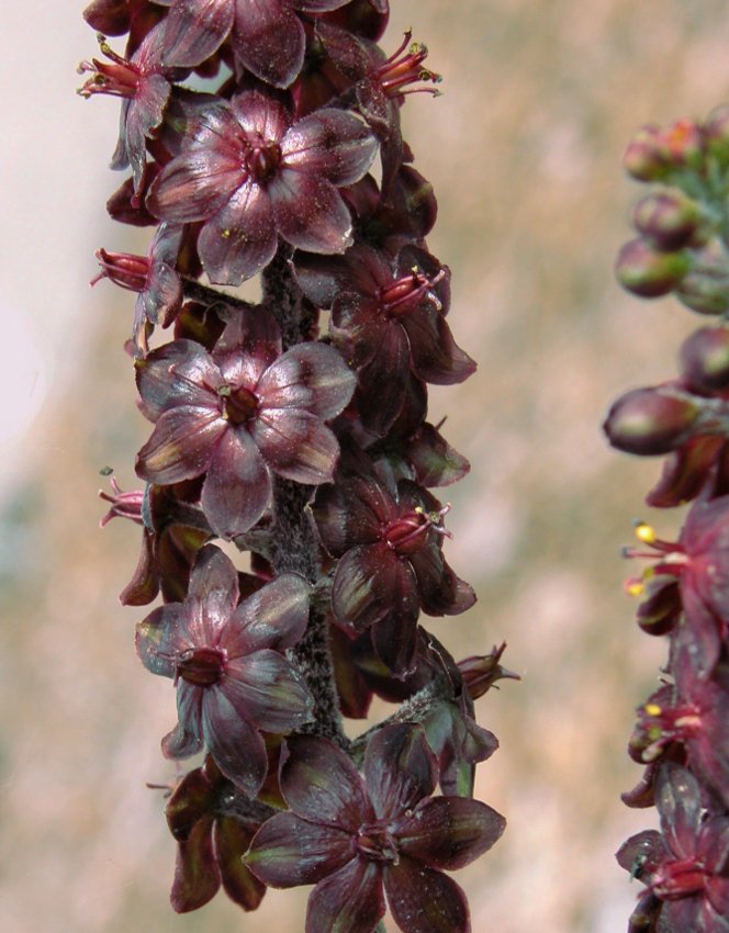 Rare Black False Hellebore Veratrum nigrum - 10 Seeds