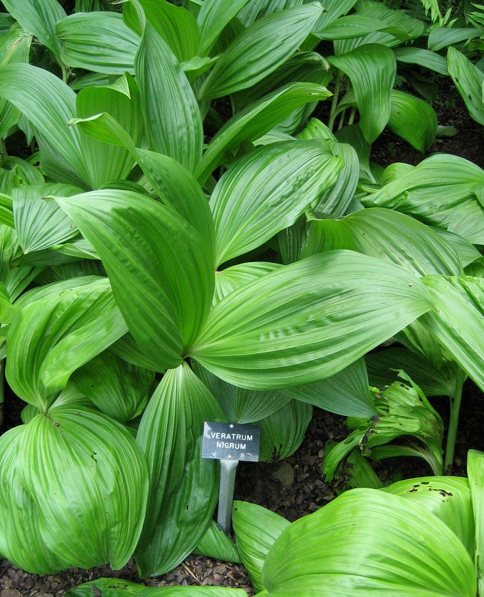 Rare Black False Hellebore Veratrum nigrum - 10 Seeds