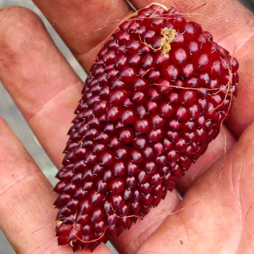 Heirloom Wild Red Strawberry Corn Zea mays - 50 Seeds