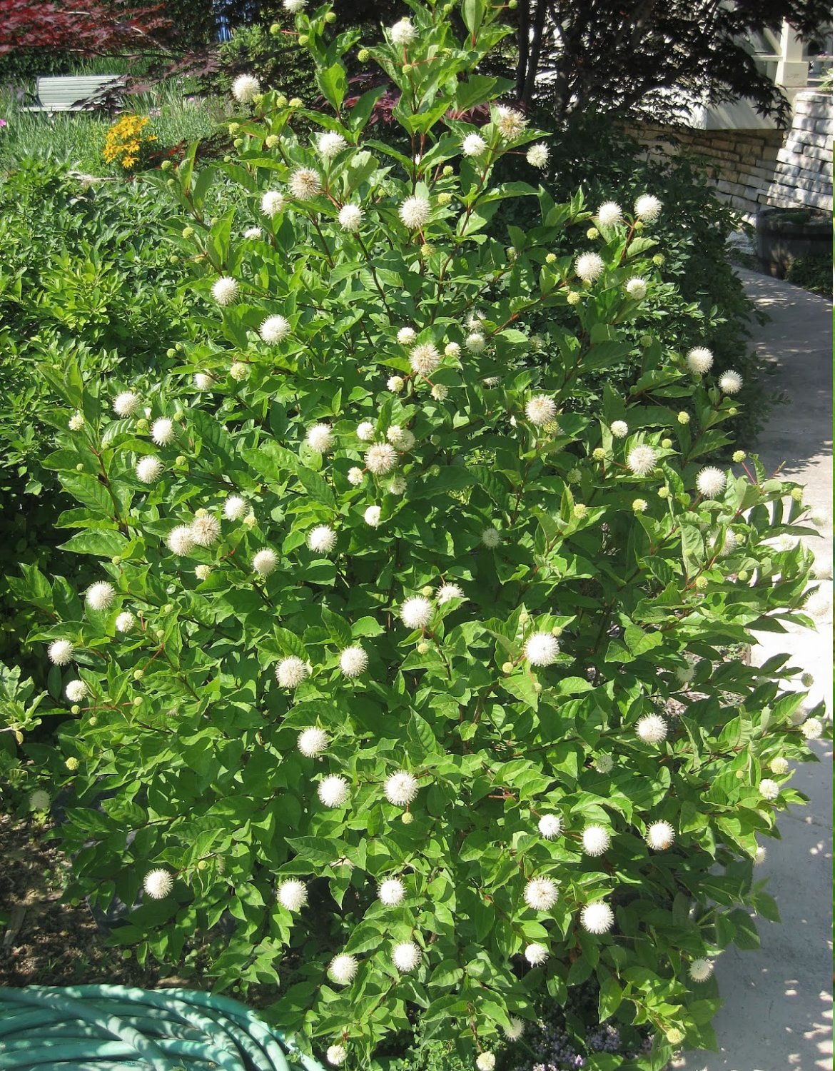 Sputnik Honey Ball White Button Bush Cephalanthus occidentalis - 100 Seeds
