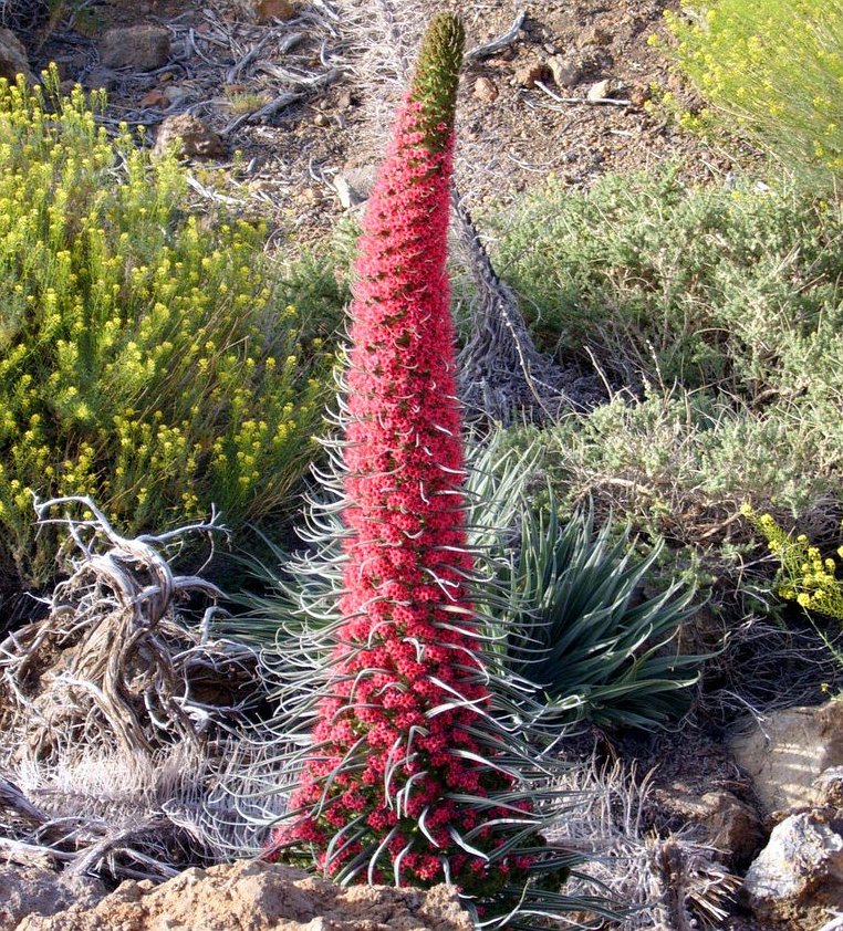 Tajinaste Rojo Tower of Jewels Echium wildpretii - 20 Seeds