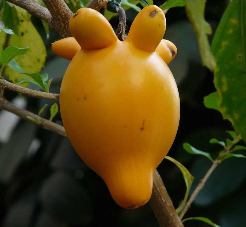 Unusual Cow's Udder Nipple Fruit Solanum mammosum - 15 Seeds