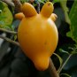 Unusual Cow's Udder Nipple Fruit Solanum mammosum - 15 Seeds