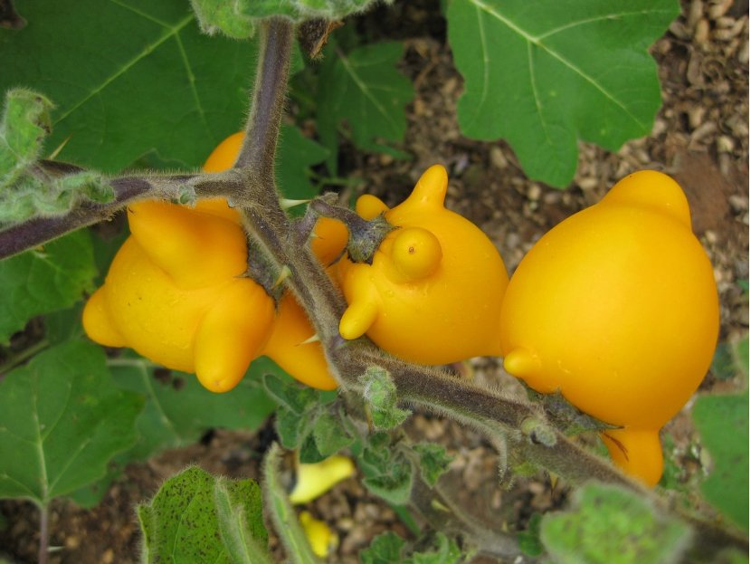 Unusual Cow's Udder Nipple Fruit Solanum mammosum - 15 Seeds