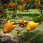 Unusual Cow's Udder Nipple Fruit Solanum mammosum - 15 Seeds