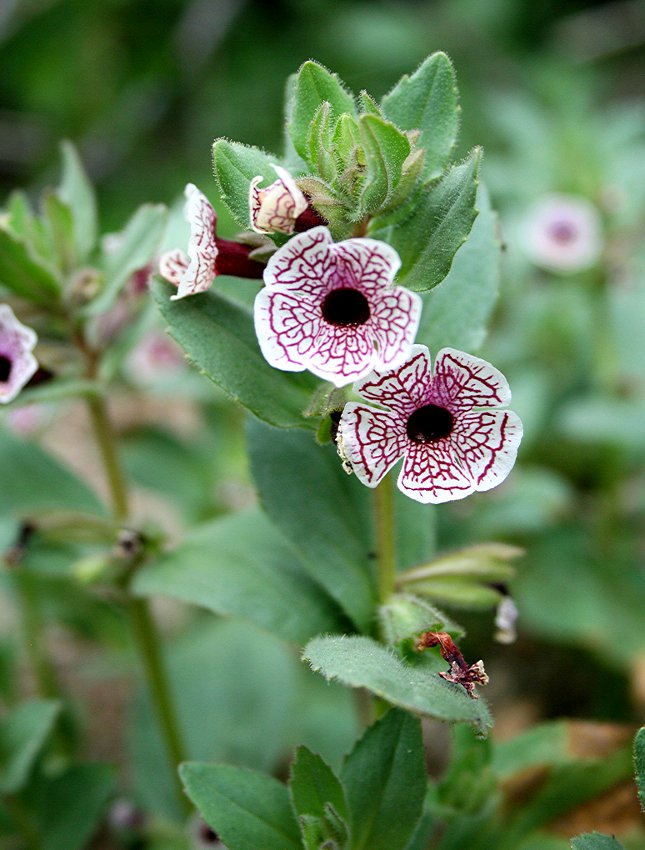 Rare Calico Monkey Flower Mimulus pictus - 25 Seeds