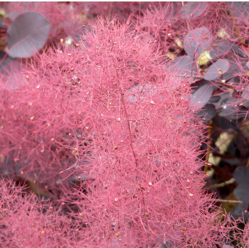 Purple Smoke Bush Cotinus Coggygria v Purpureus - 10 Seeds