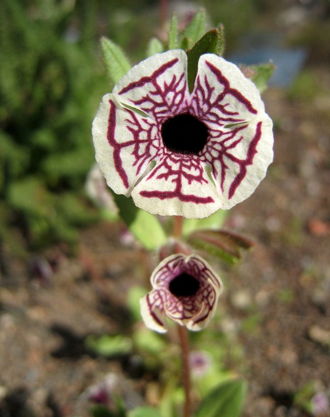 Rare Calico Monkey Flower Mimulus pictus - 25 Seeds