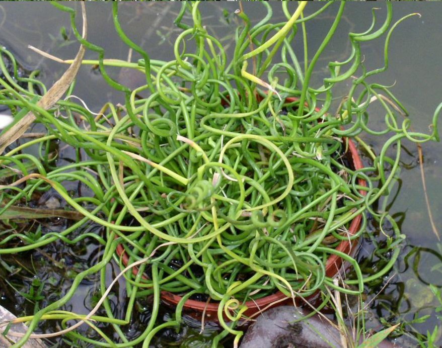 Curly Wurly Corkscrew Rush Juncus effusus spiralis - 25 Seeds