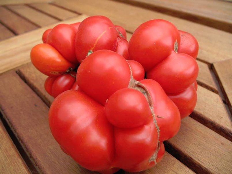 Tomato Bizarre Rare Heirloom Reisetomate Lycopersicon lycopersicum - 15 ...