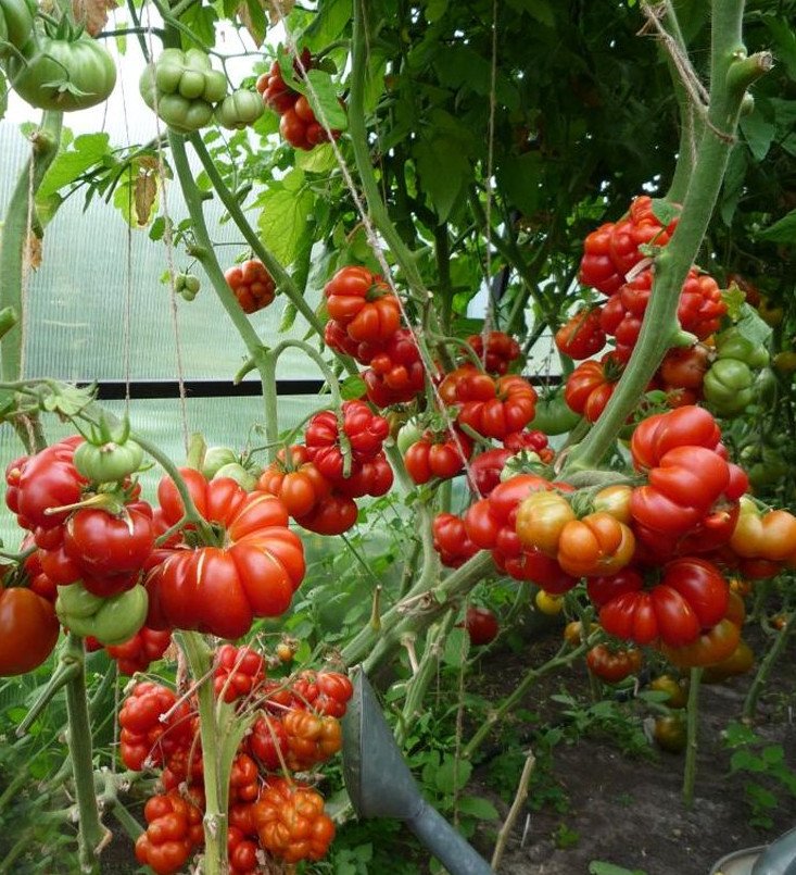 Tomato Bizarre Rare Heirloom Reisetomate Lycopersicon lycopersicum - 15 ...