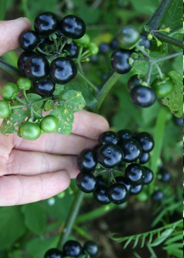 True Heirloom Garden Huckleberry Solanum nigrum var. melanoserasum - 50 ...