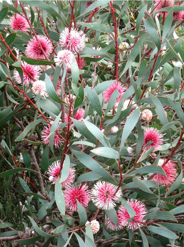 Rare Emu Bush Pincushion Hakea Laurina - 5 Seeds