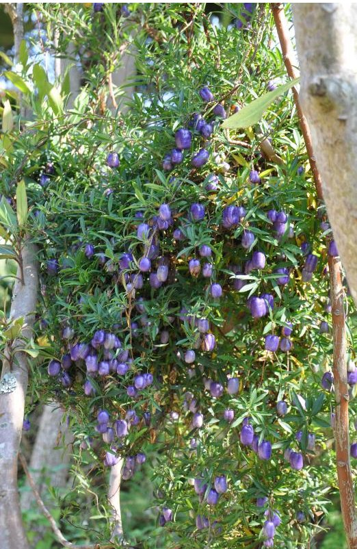 Rare Wild Tasmanian Purple Apple Berry Billardiera longiflora - 15 Seeds