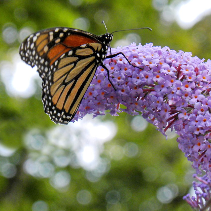Buddleia Butterfly Bush Buddleja davidii - 100 Seeds