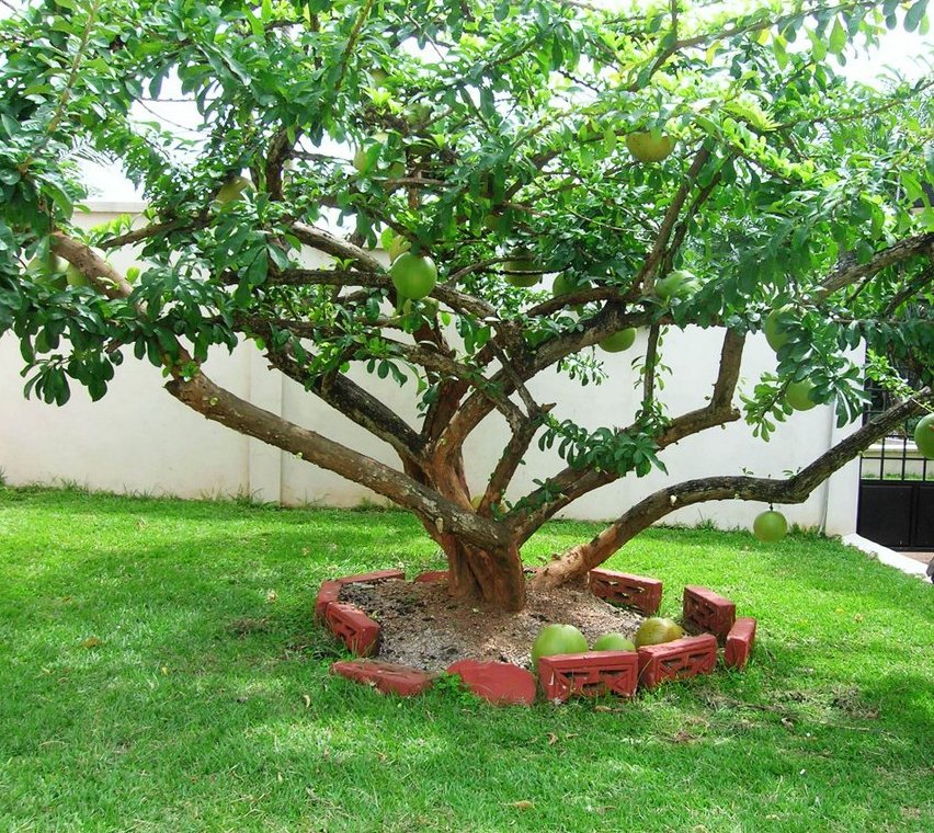 Mexican Calabash Tree Crescentia alata - 25 Seeds