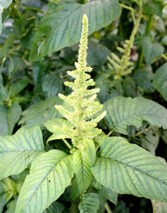 Green Tassel Flower Amaranthus caudatus Viridis - 200 Seeds Green Tassel Flower Amaranthus caudatus Viridis - 200 Seeds