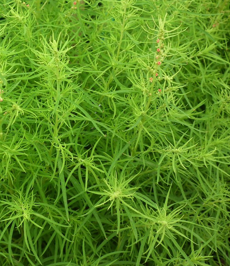 Color Changing Firebush Bassia Kochia scoparia - 100 Seeds