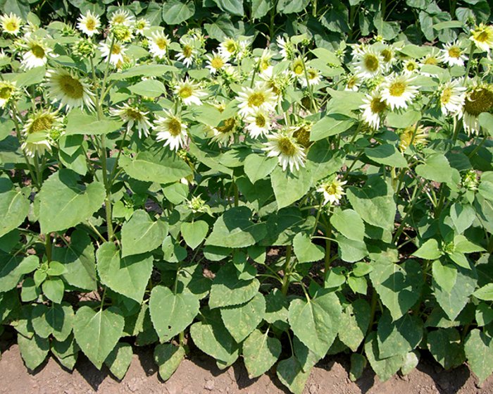 Lime Colored Sunflower Jade Helianthus Annuus- 15 Seeds