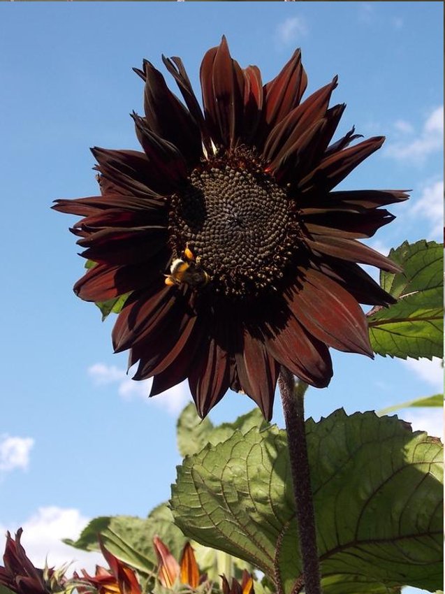Rare Almost Black Sunflower Black Beauty Helianthus annuus - 20 Seeds