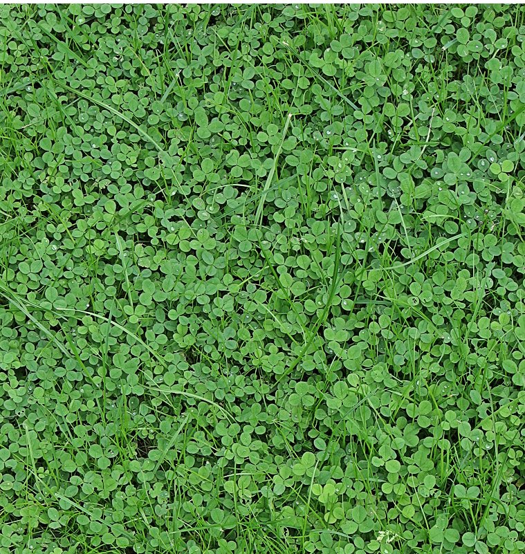 Fairy Garden Miniature Clover Trifolium repens - 200 Seeds