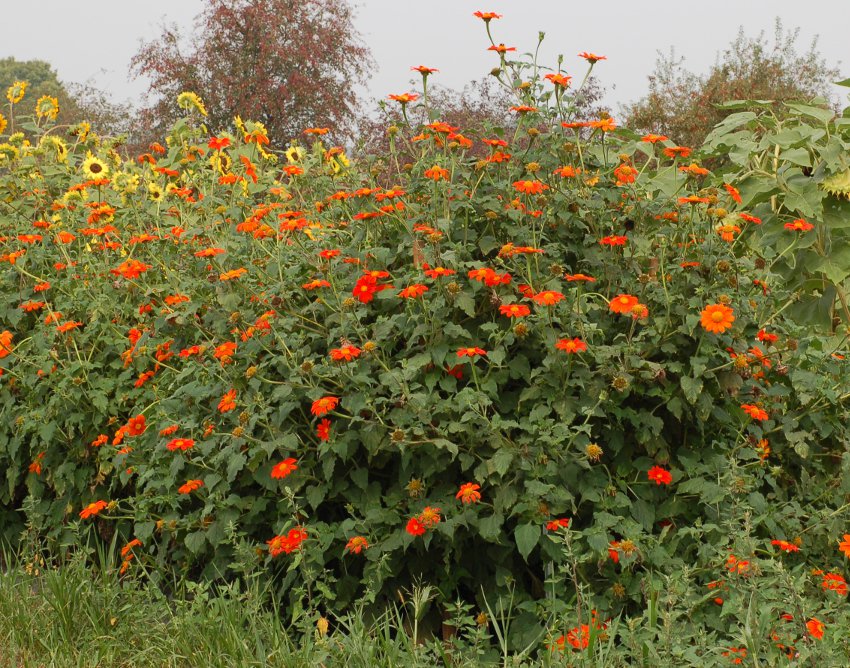Mexican Sunflower Red Torch Tithonia rotundifolia - 100 seeds