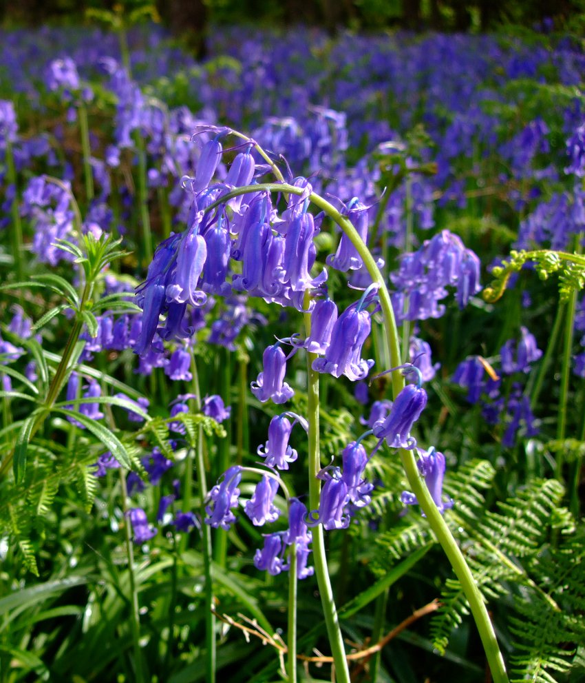 Fairy Garden True Wild English Woodland Bluebell Hyacinthoides Scilla ...