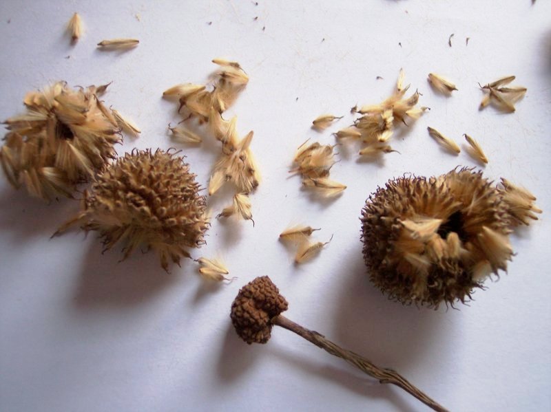 Sycamore Buttonwood Planetree Platanus occidentalis - 50 Seeds