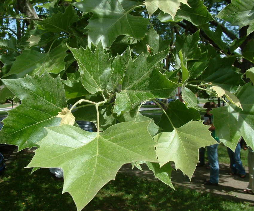 Sycamore Buttonwood Planetree Platanus occidentalis - 50 Seeds