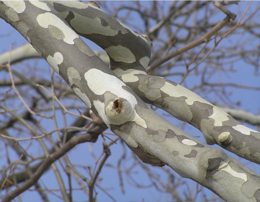 Sycamore Buttonwood Planetree Platanus occidentalis - 50 Seeds