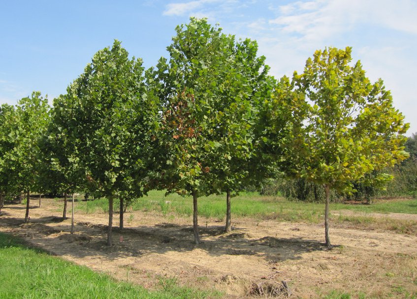 Sycamore Buttonwood Planetree Platanus occidentalis - 50 Seeds