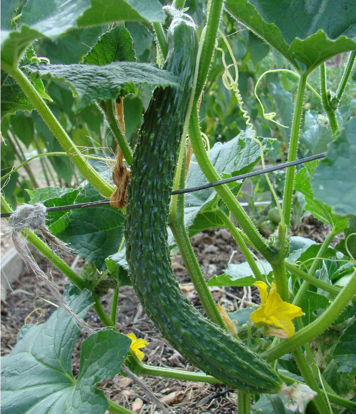 Heirloom Japanese Long Cucumber Cucumis Sativus - 20 Seeds