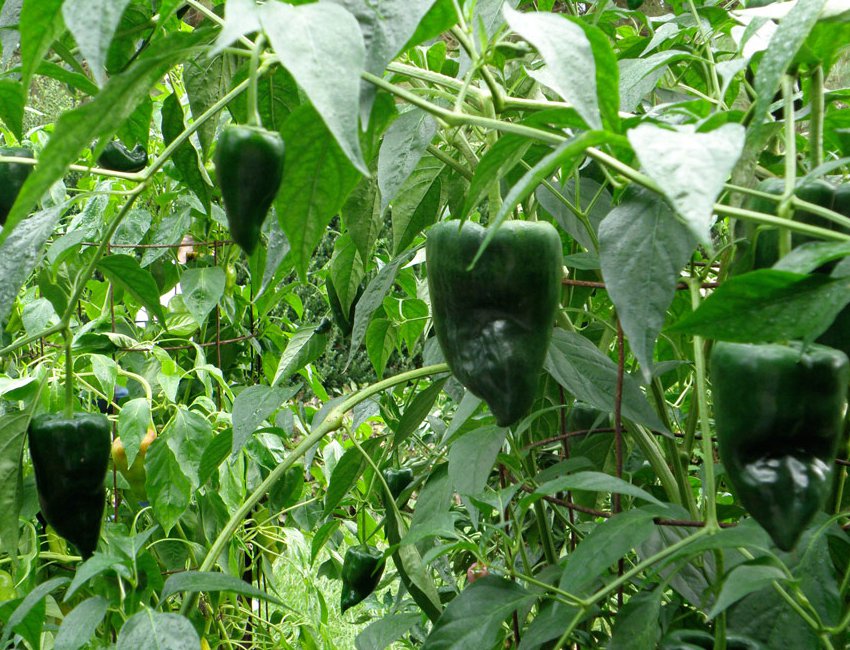 Organic Heirloom Ancho Poblano Peppers Capsicum annuum - 30 Seeds