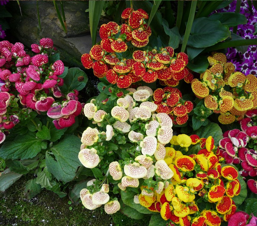 Pouch Flower Calceolaria herbeohybrida - 30 Seeds