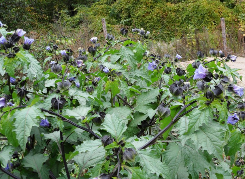 Shoo-Fly Plant Nicandra physalodes - 30 Seeds