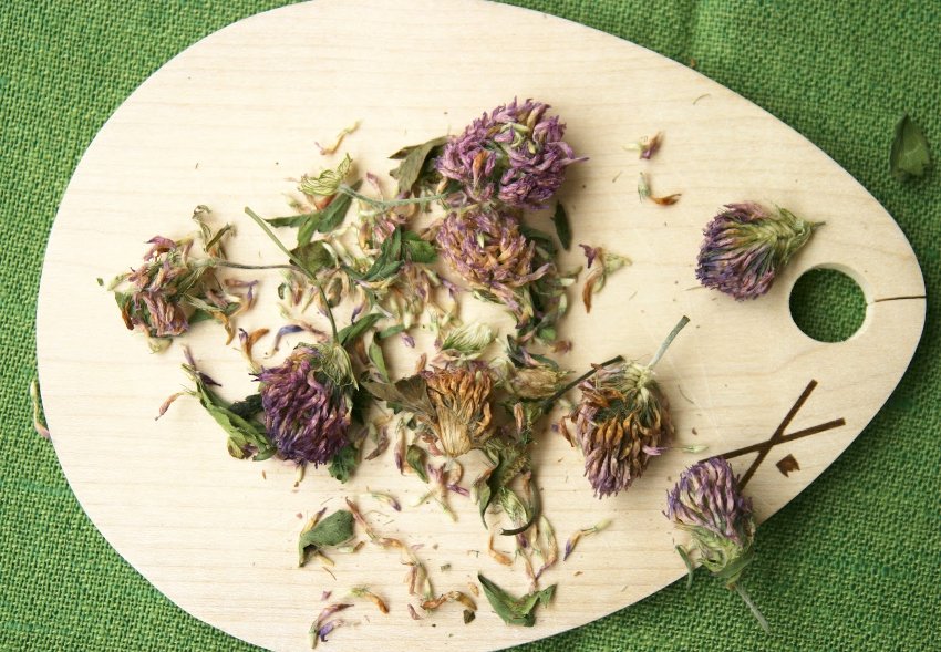 Edible Flowers Wild Red Clover Organic Trifolium pratense - 500 Seeds