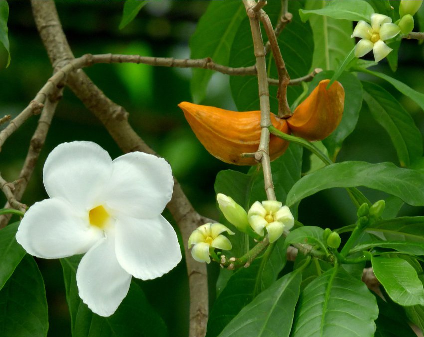 Rare Lechoso White Milky Way Tree Stemmadenia litoralis - 20 Seeds