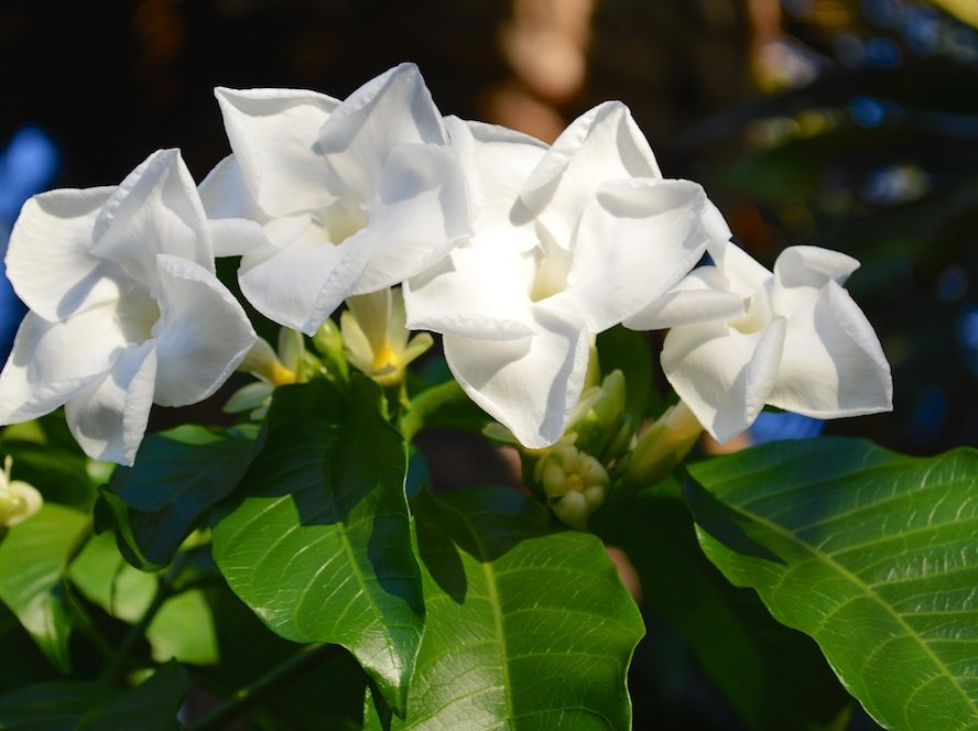 Rare Lechoso White Milky Way Tree Stemmadenia litoralis - 20 Seeds